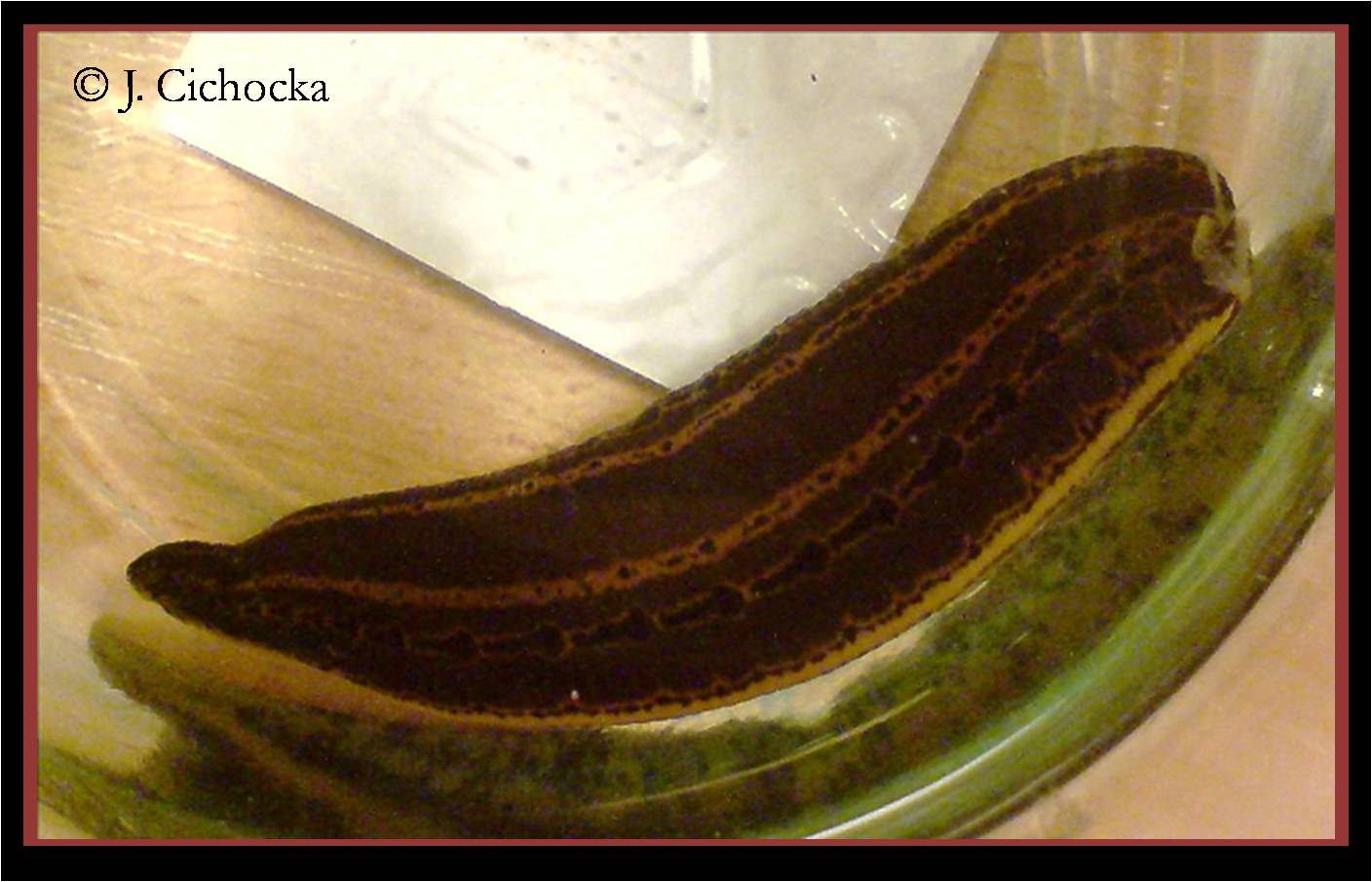 Krajowa fauna pijawek - Centrum Ochrony Mokradeł