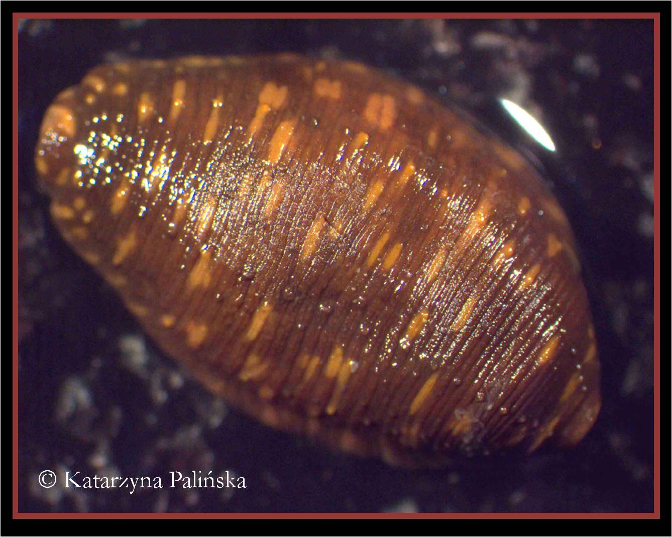 Krajowa fauna pijawek - Centrum Ochrony Mokradeł