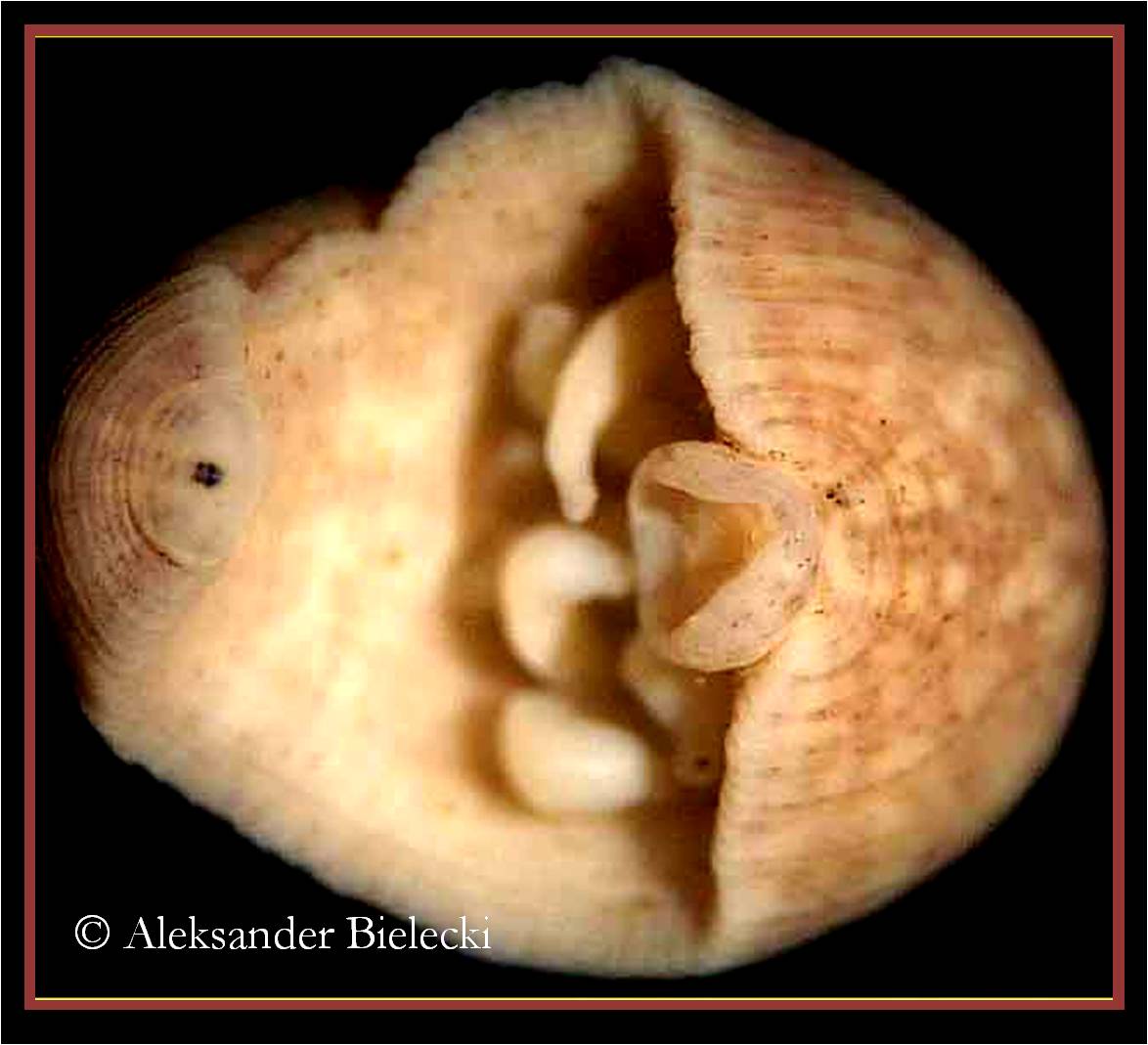 Krajowa fauna pijawek - Centrum Ochrony Mokradeł